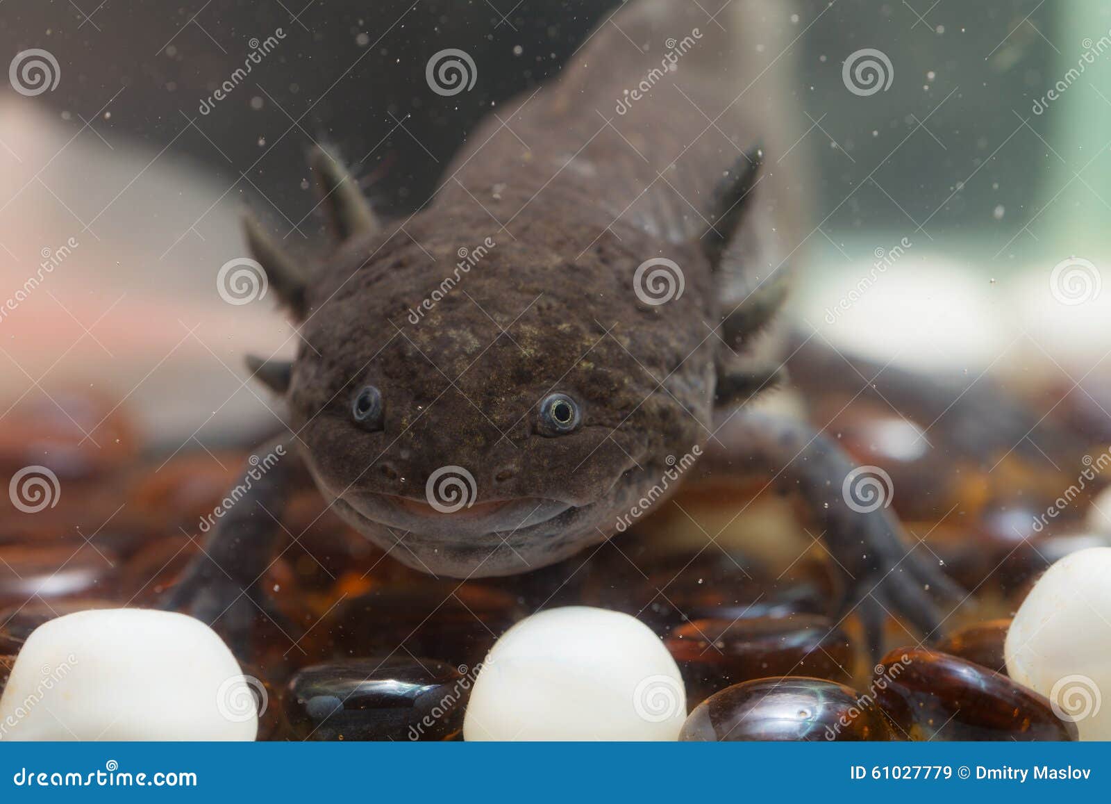 Brown axolotl closeup stock image. Image of dark, axolotl - 61027779
