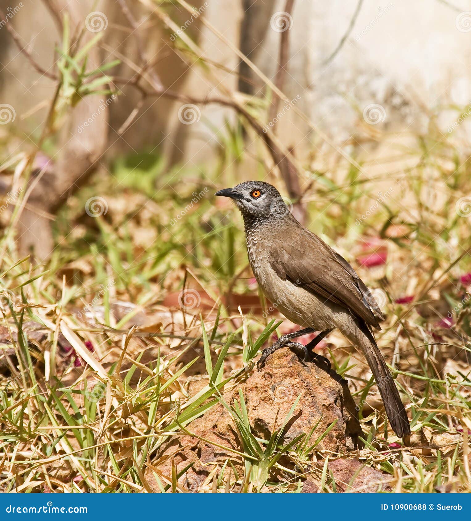 Brown Babbler stock photo. Image of plebejus, africa - 10900688