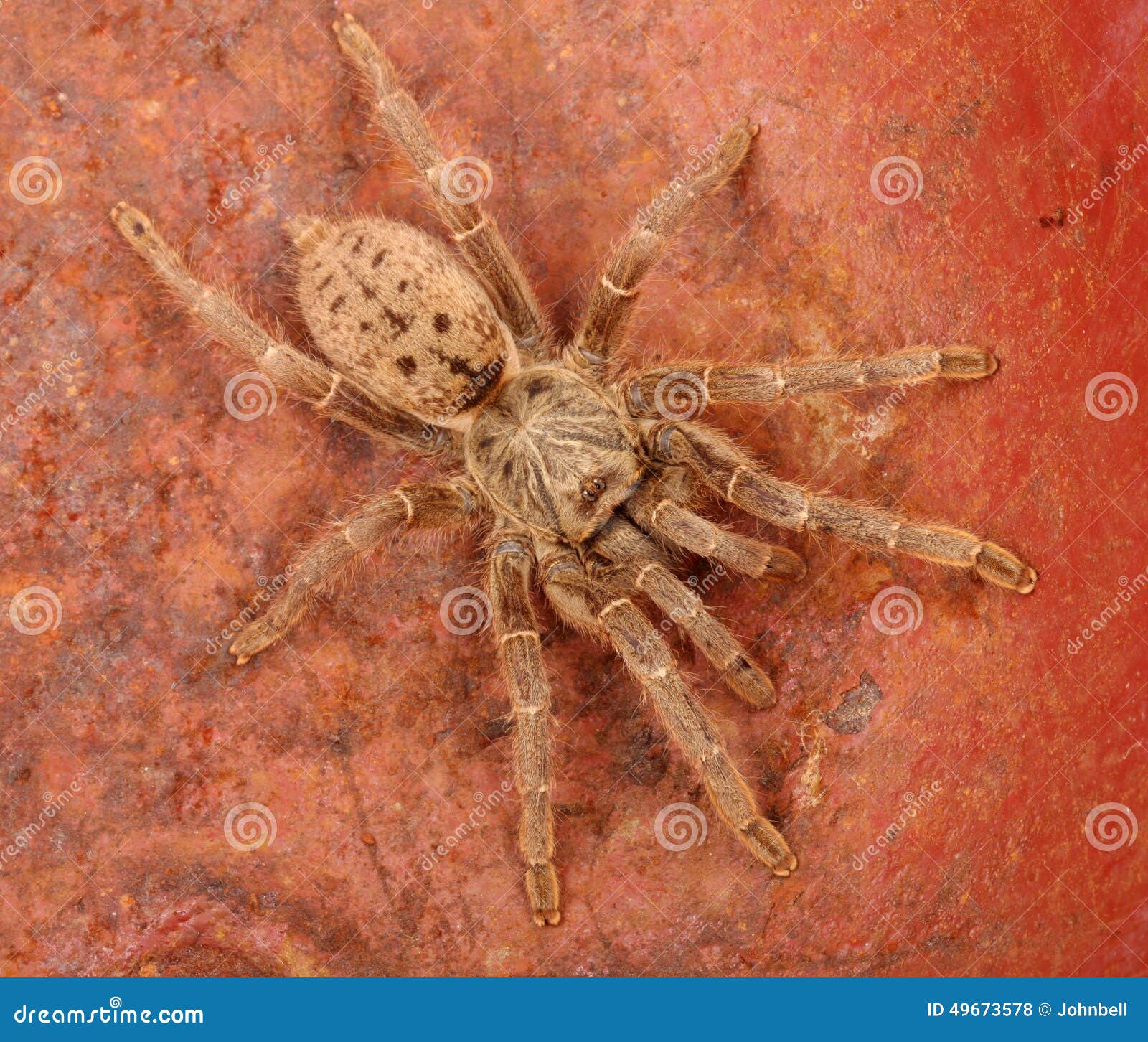 Brown Baboon Tarantula stock photo. Image of tarantula - 49673578