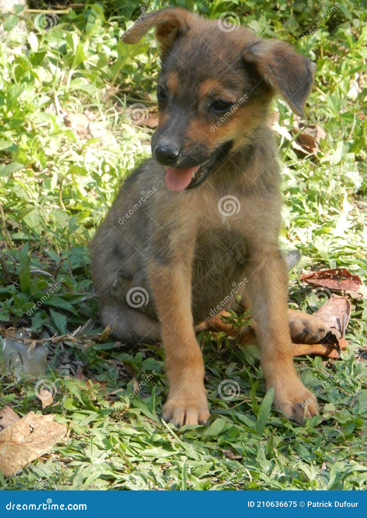 A brown baby dog sitting stock image. Image of animal - 210636675