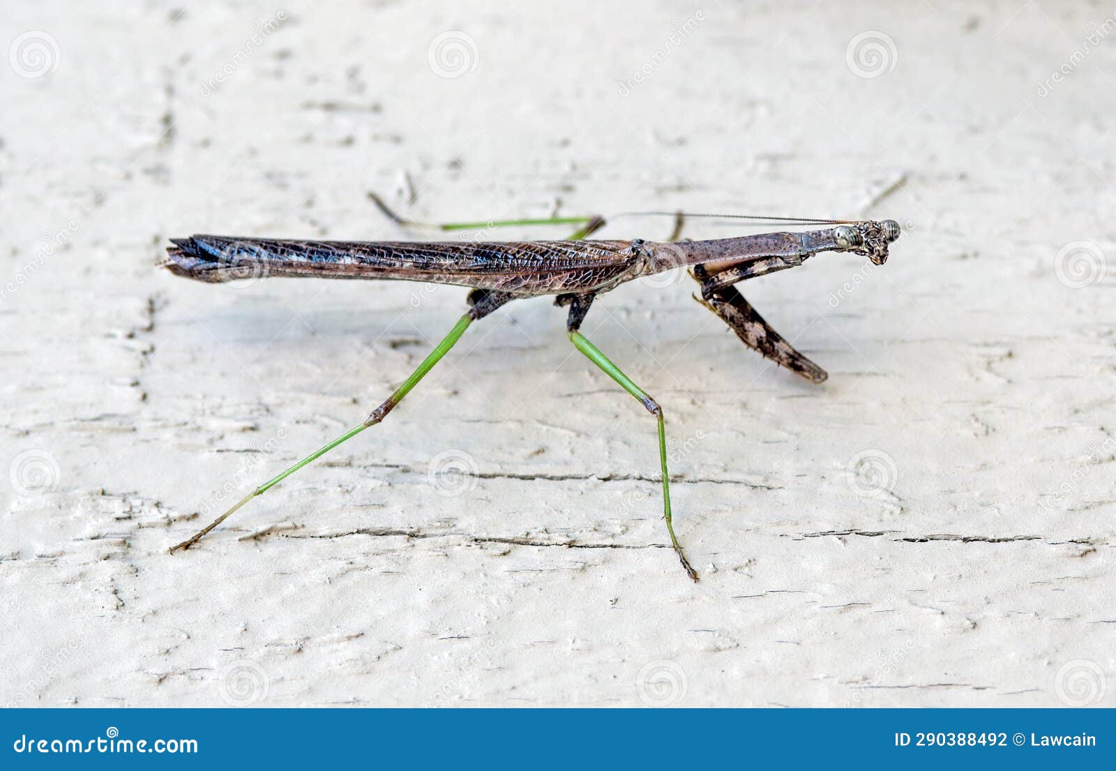 Brown Baby Praying Mantis with Green Legs Stock Photo - Image of look ...