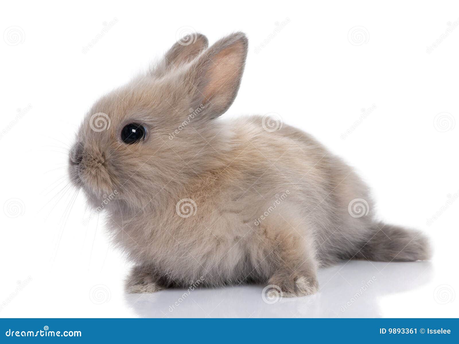 Brown Baby Rabbit (5 Weeks Old) Stock Image - Image of hear, portrait ...