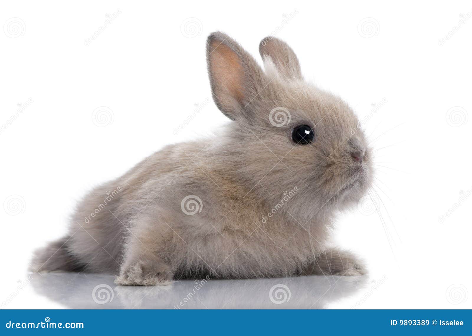 Brown Baby Rabbit (5 Weeks Old) Stock Image - Image of pets, hear: 9893389