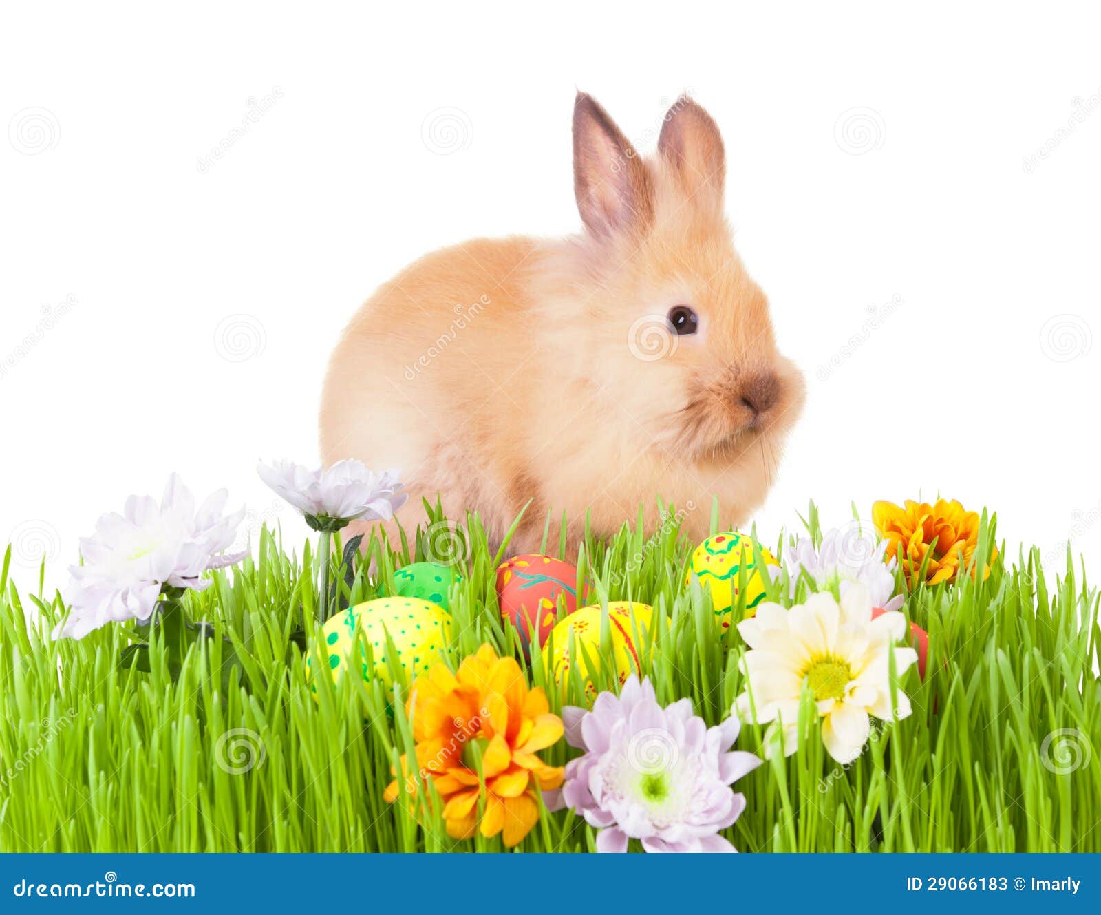 Brown Baby Rabbit in Green Grass with Flowers and Stock Image - Image ...