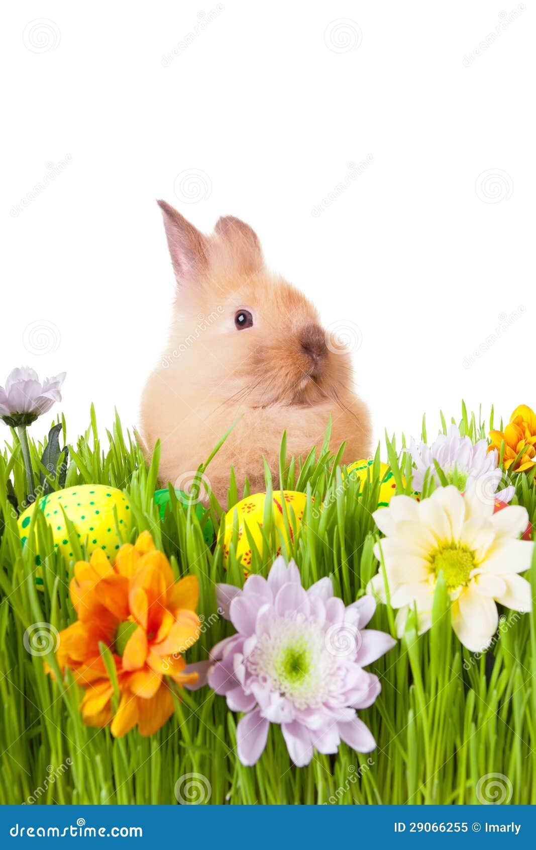 Brown Baby Rabbit in Green Grass with Flowers and Stock Image - Image ...