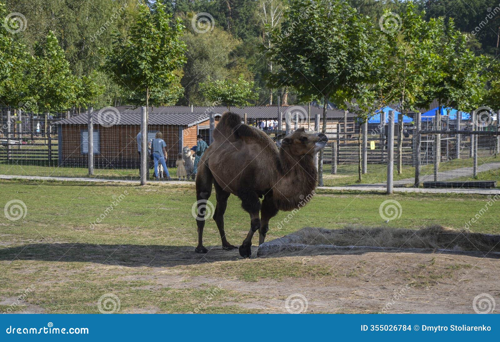 Brown Bactrian Camel Standing at the Farm Stock Photo - Image of ...