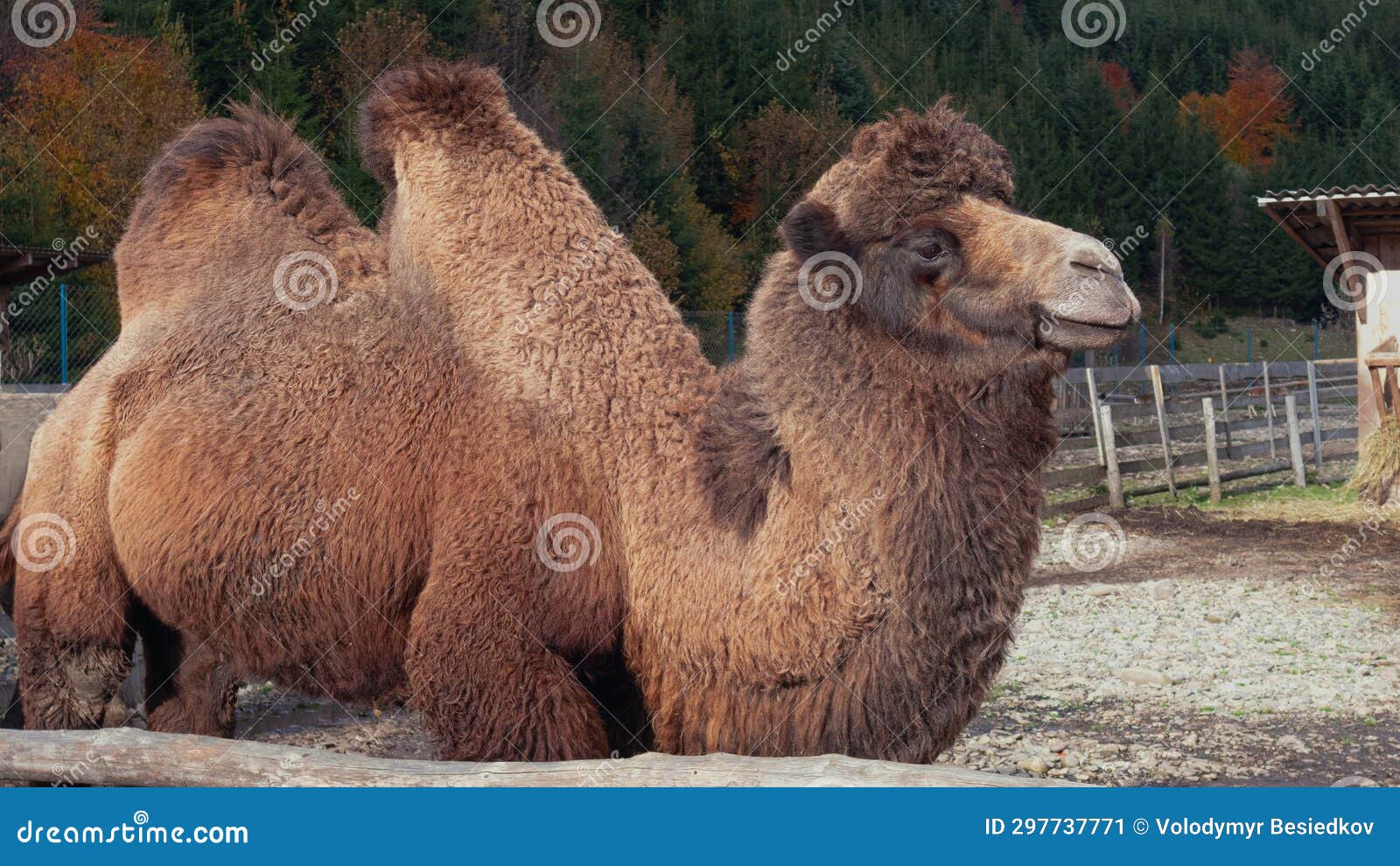Brown Bactrian camel stock image. Image of animal, important - 297737771
