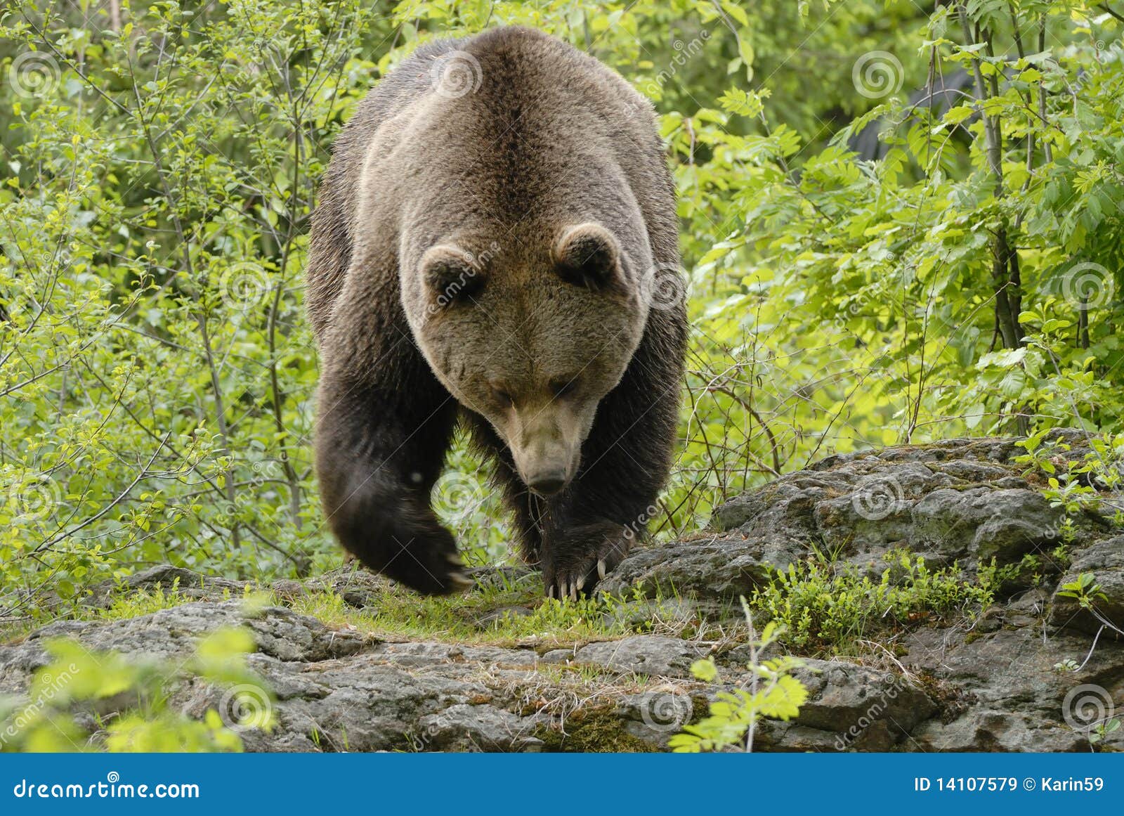 Brown baer stockbild. Bild von überwachung, führen, wildnis - 14107579