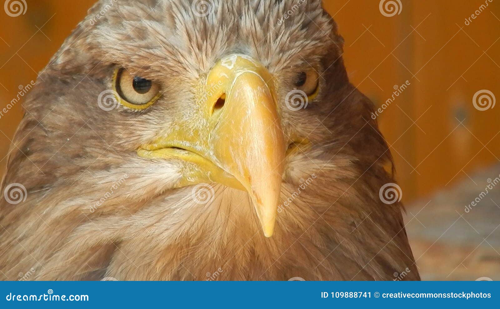Brown Bald Eagle Picture. Image: 109888741