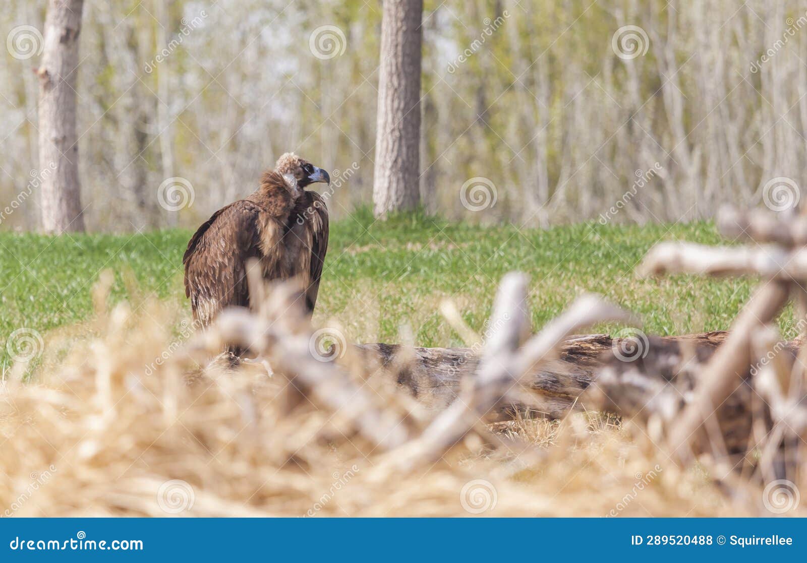 The Bald Eagle Stands on the Wood Stock Photo - Image of mammal, bird ...