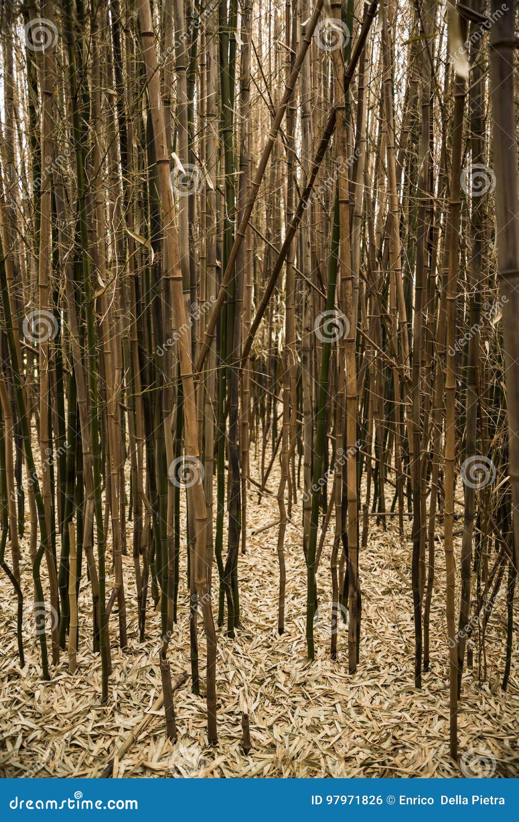Brown bamboo forest stock photo. Image of organic, macro - 97971826