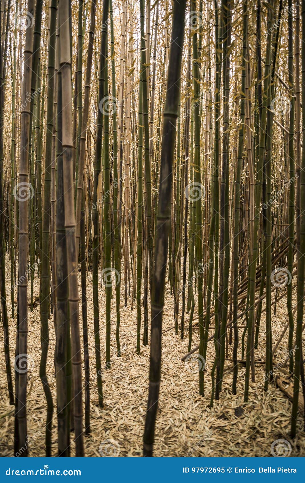Brown bamboo forest stock image. Image of background - 97972695
