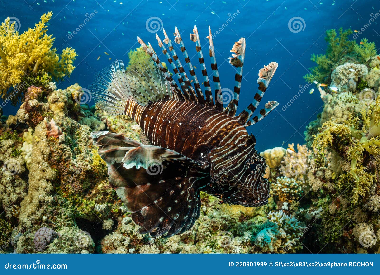 Brown Band Red Lionfish Fish Stock Image - Image of colorful, island ...