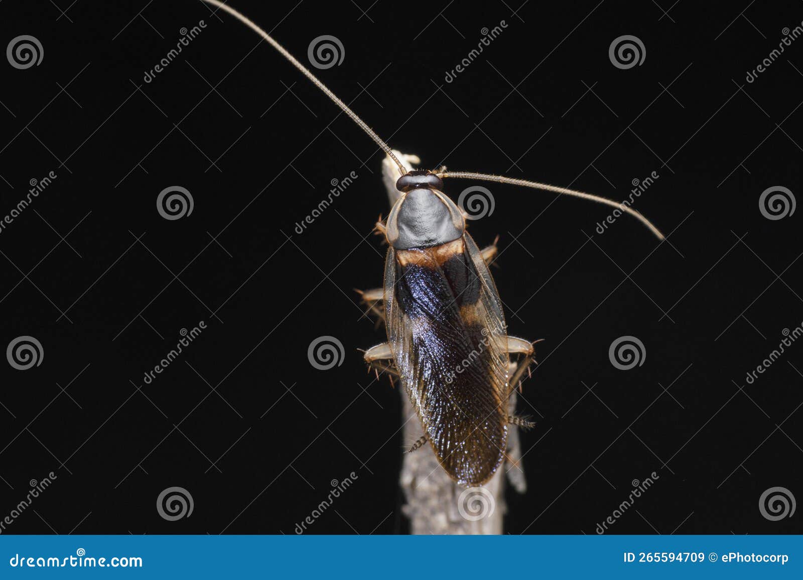 Brown Banded Cockroach Supella Longipalpa Sataramaharashtra Stock Image Image Of India