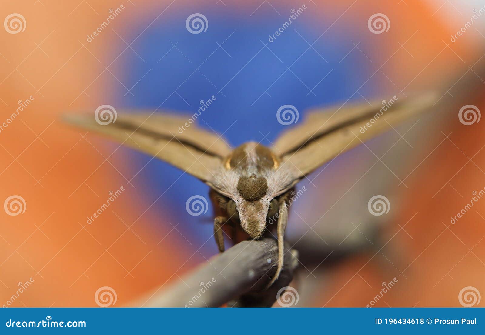 Brown-banded Hunter Hawk Moth Theretra Silhetensis Front View Stock ...