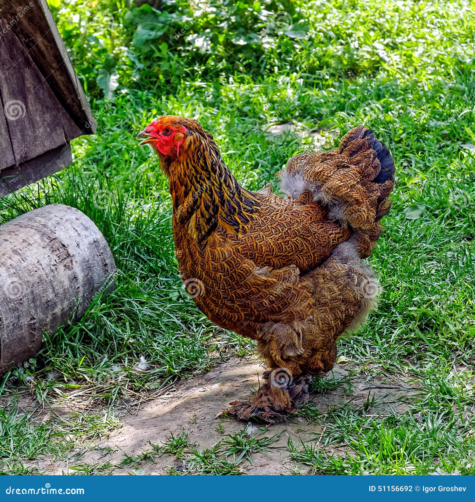Brown bantam hen stock photo. Image of bantam, fowl, farm - 51156692