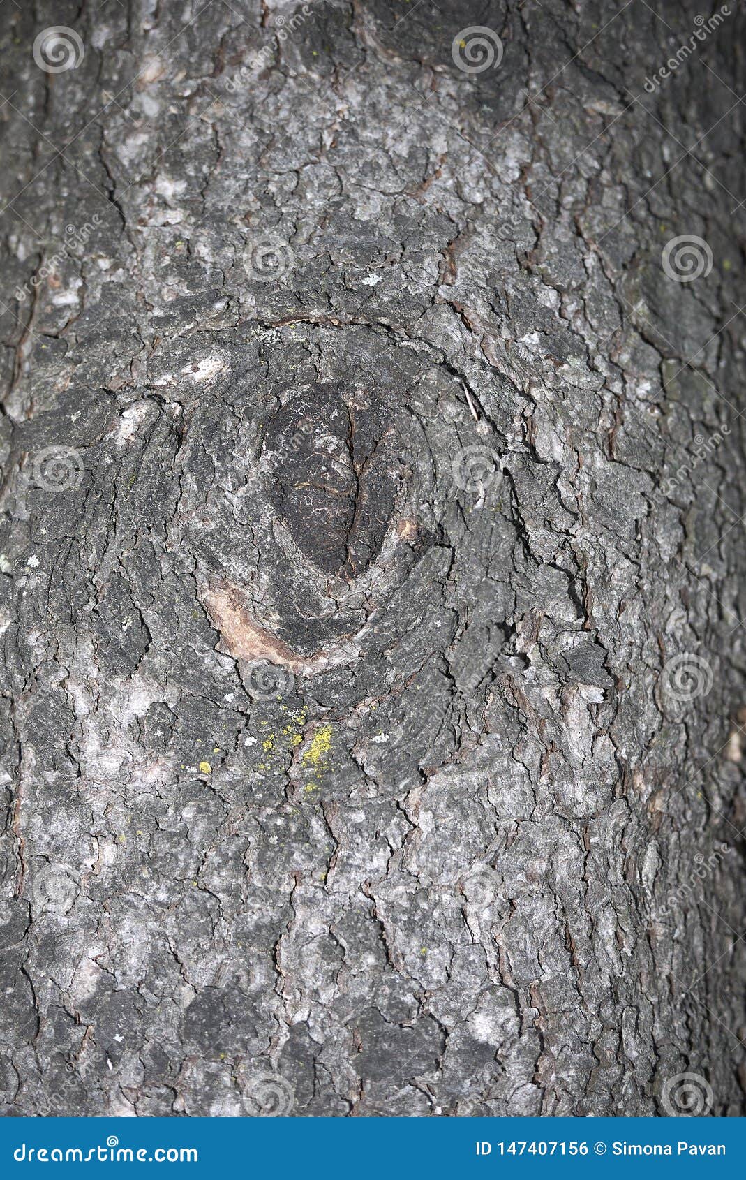 Cedrus Deodara Bark Close Up Stock Photo - Image of coniferous ...