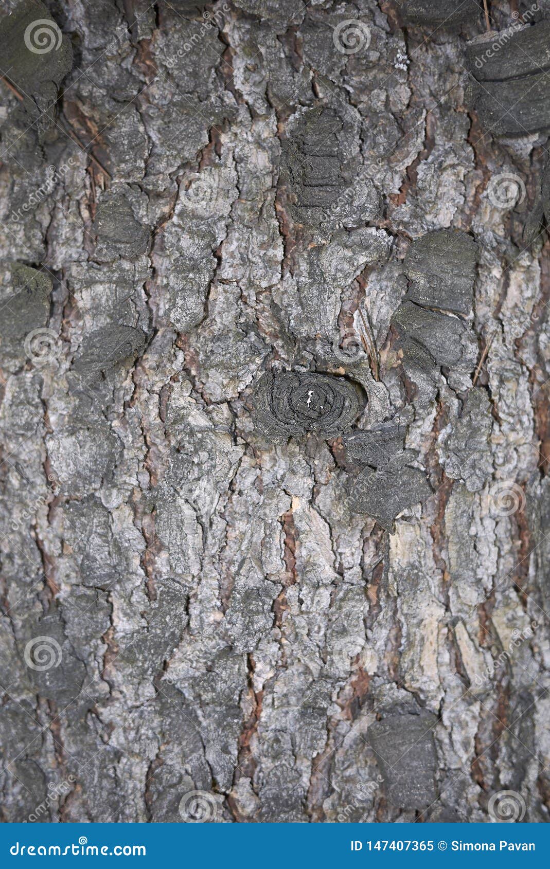 Cedrus Deodara Bark Close Up Stock Image - Image of natural, himalayan ...