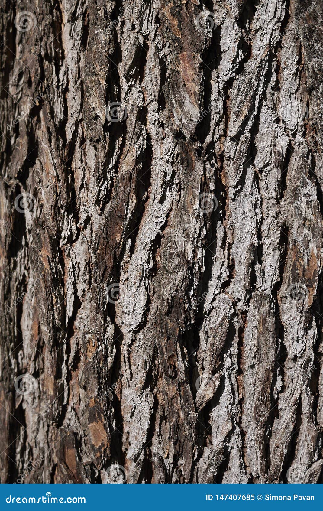 Cedrus Deodara Bark Close Up Stock Image - Image of conifer, deodar ...