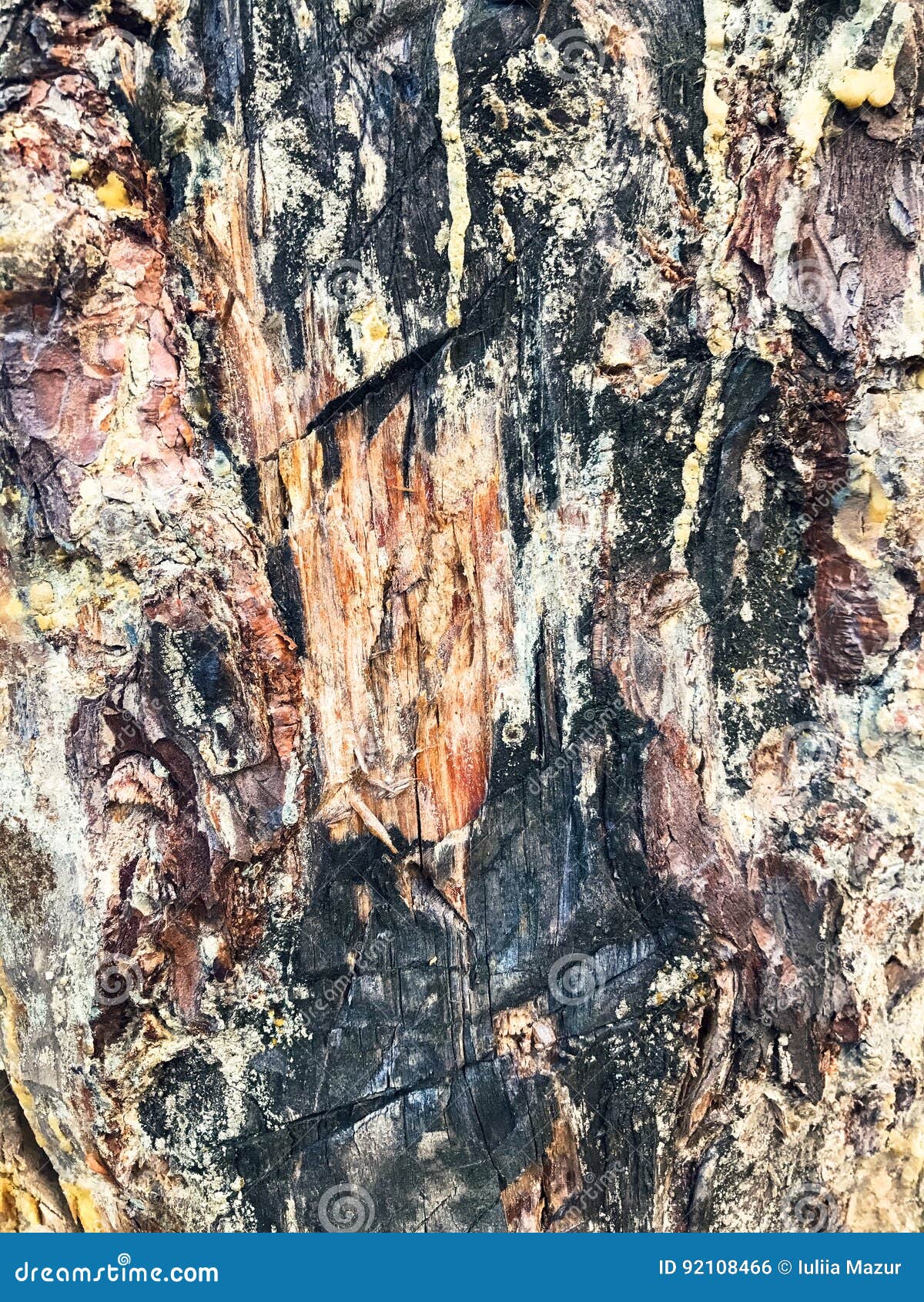 Brown Bark with Resin Texture Background Stock Photo - Image of park ...