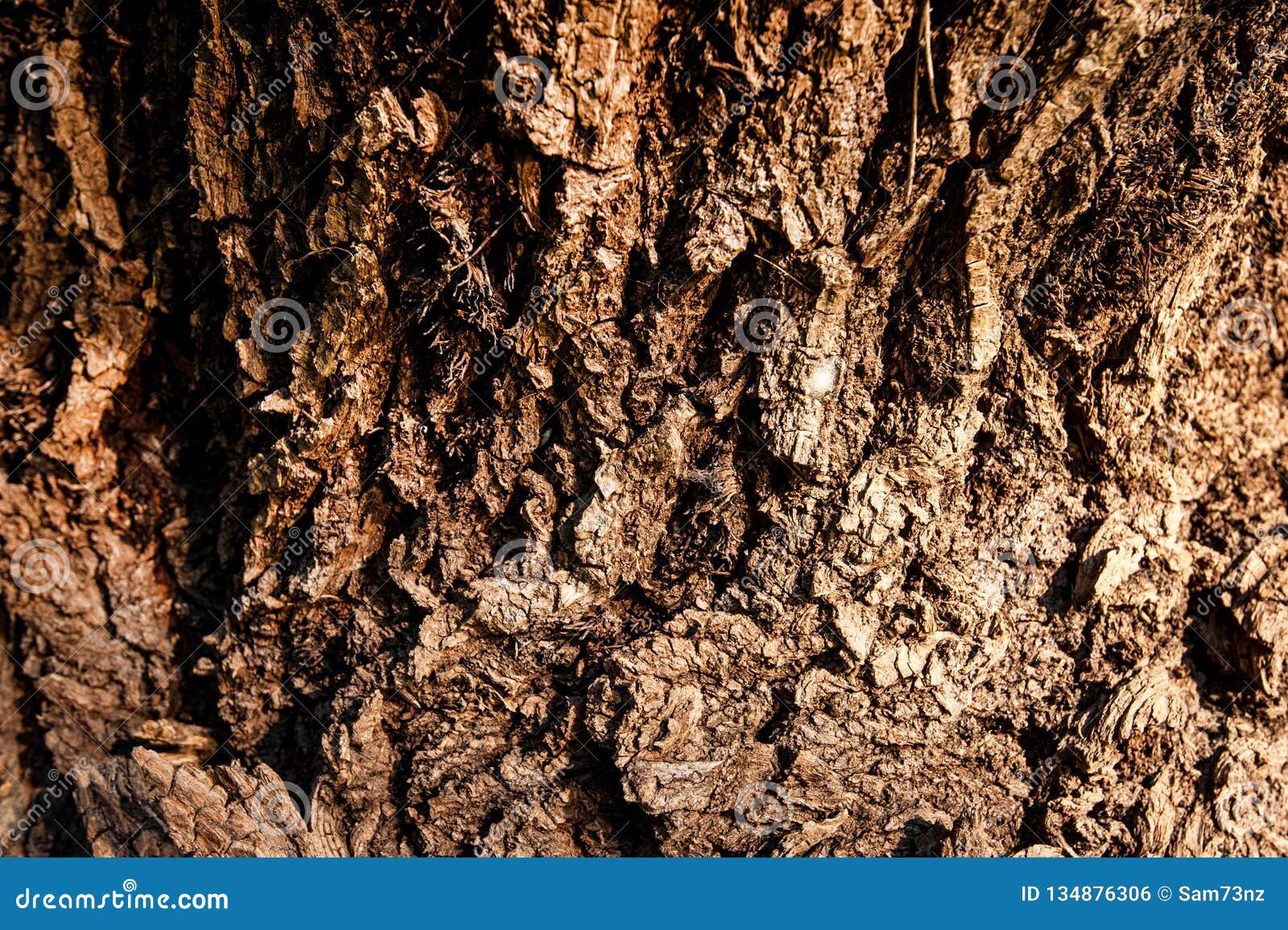 Brown bark texture stock photo. Image of forest, nature - 134876306