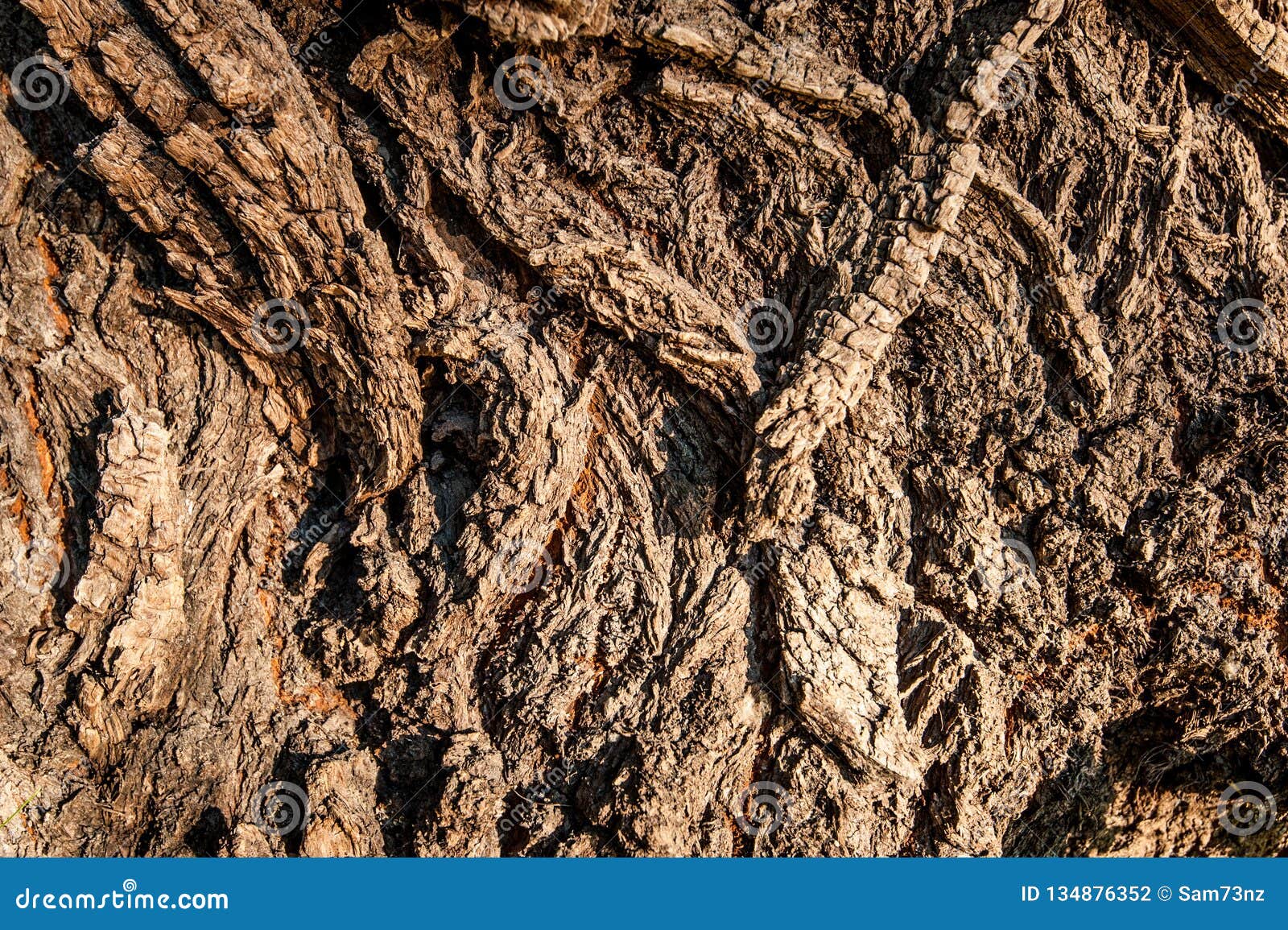 Brown bark texture stock photo. Image of abstract, closeup - 134876352