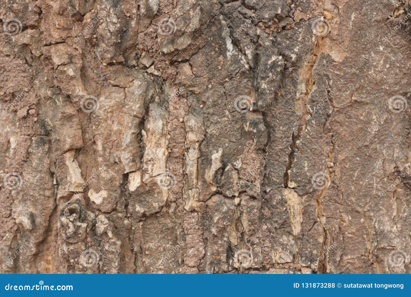 Brown bark texture stock photo. Image of detail, texture - 131873288