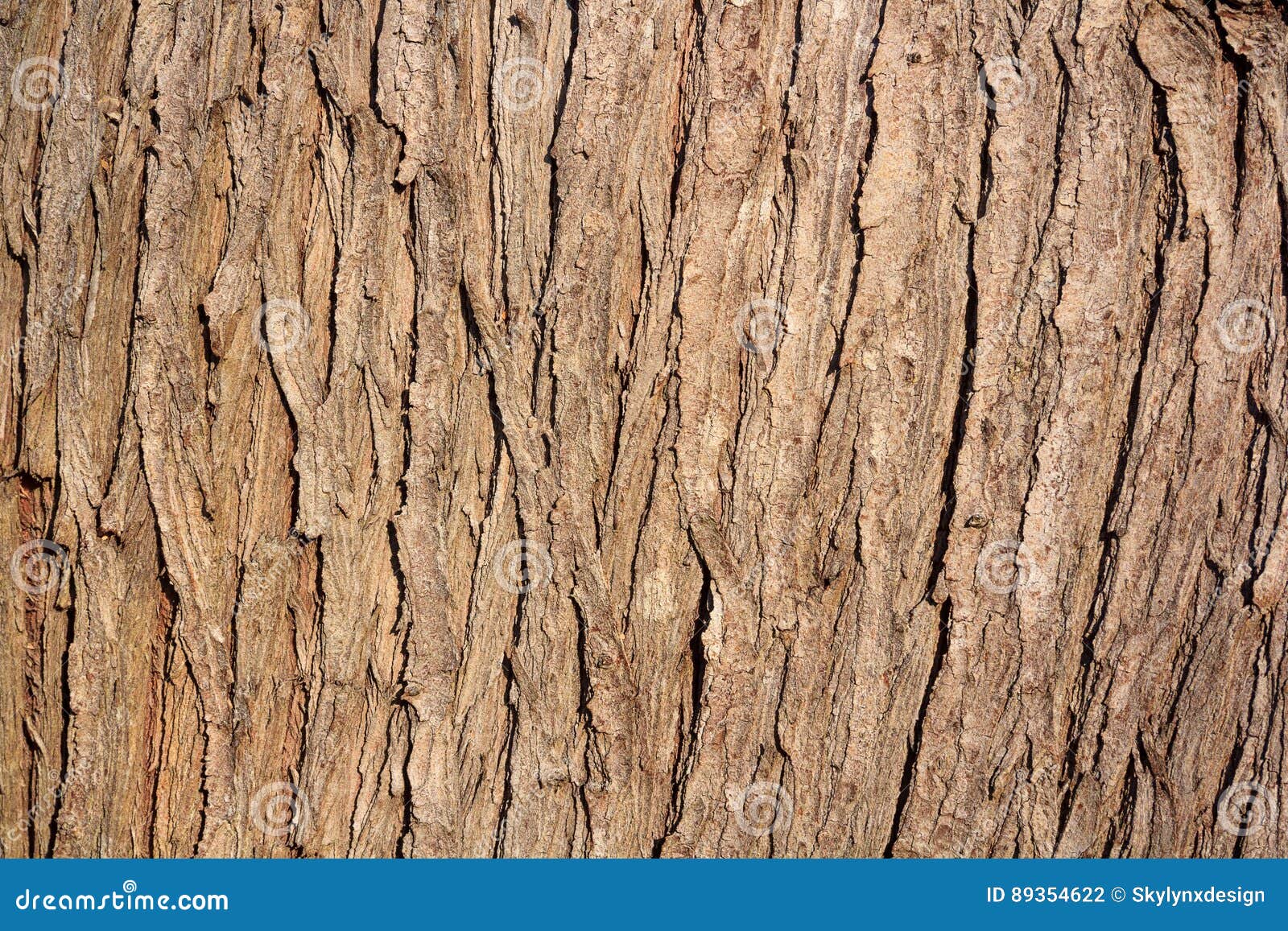 Brown bark texture stock photo. Image of pine, empty - 89354622