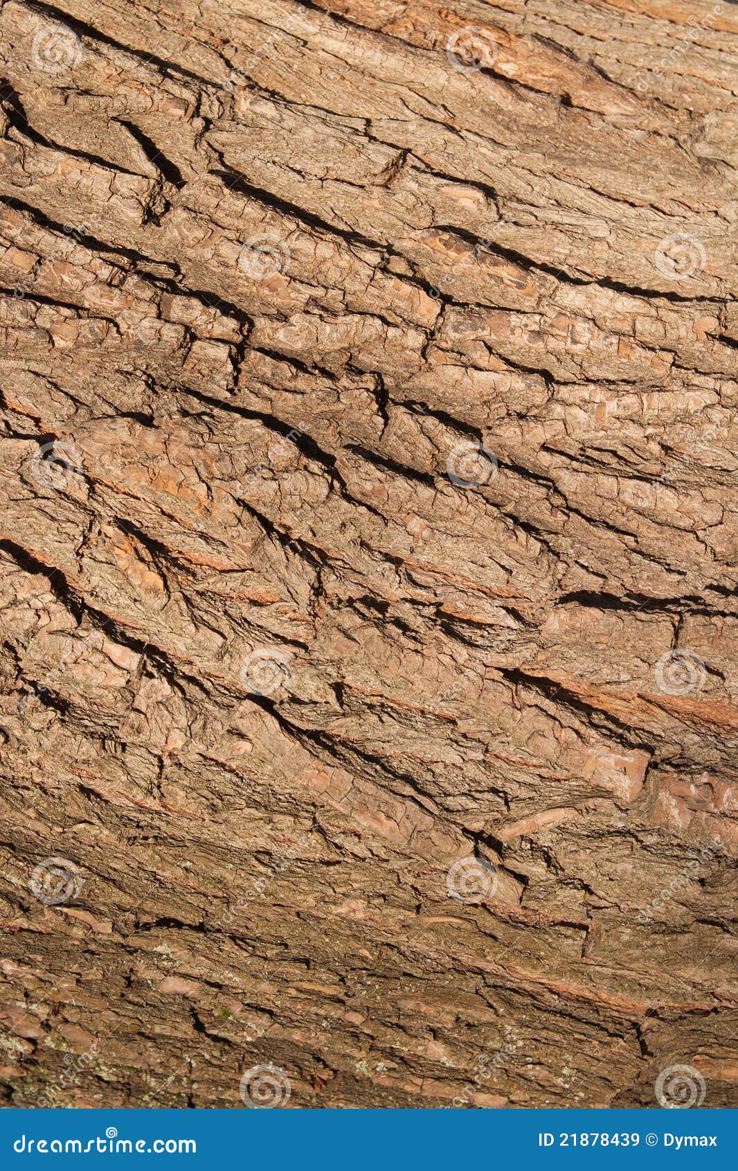 Brown Bark on Tree Trunk Close Up Stock Image - Image of closeup, plant ...