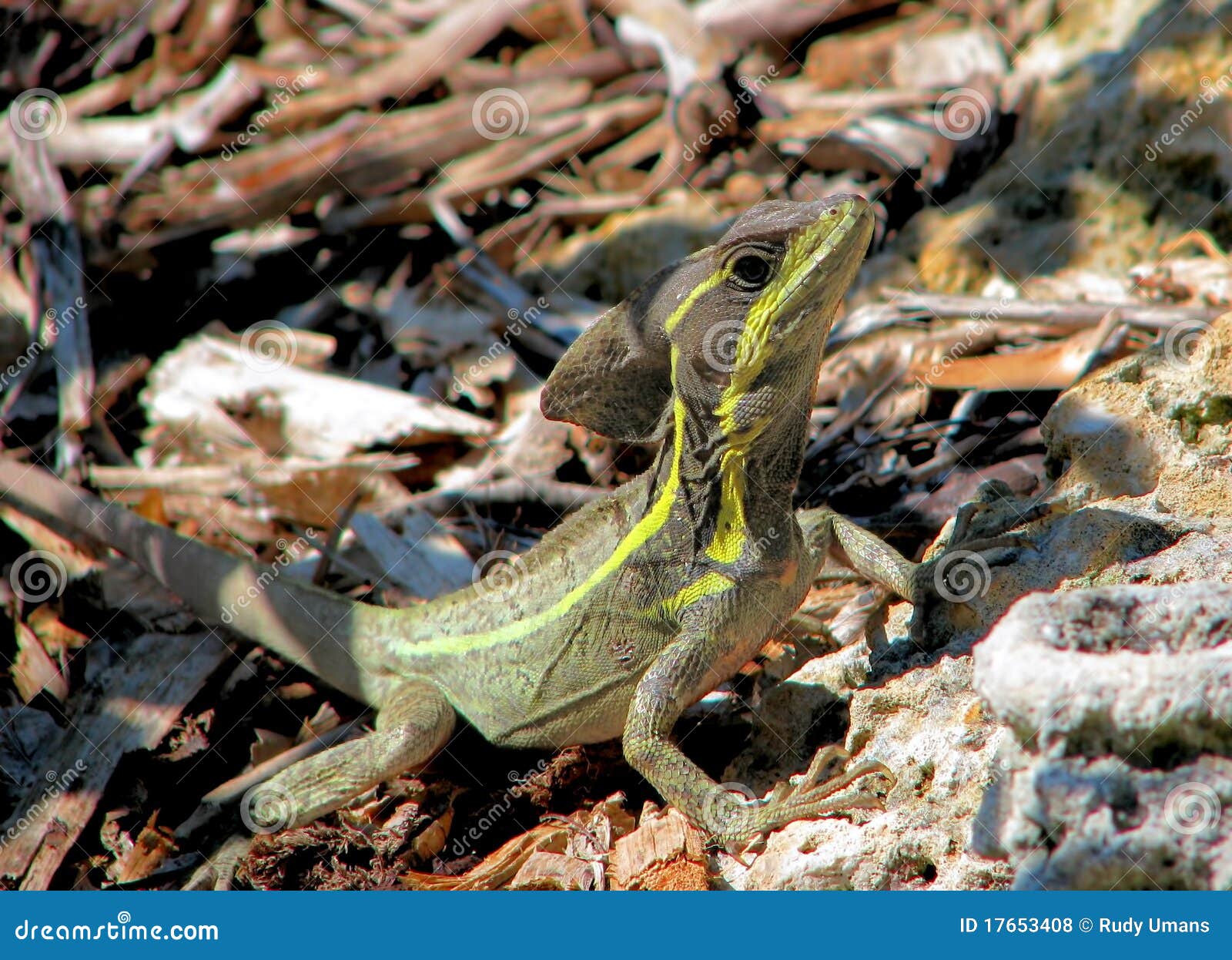 Brown Basilisk stock photo. Image of christ, chameleon - 17653408