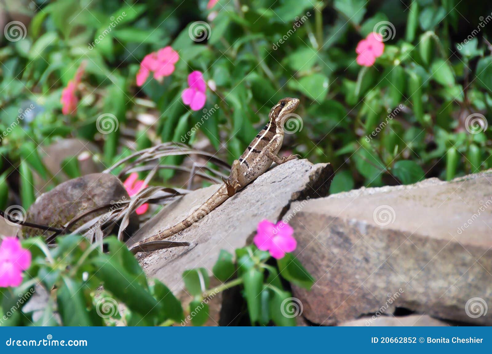 Brown Basilisk stock photo. Image of basilisk, rica, reptile - 20662852