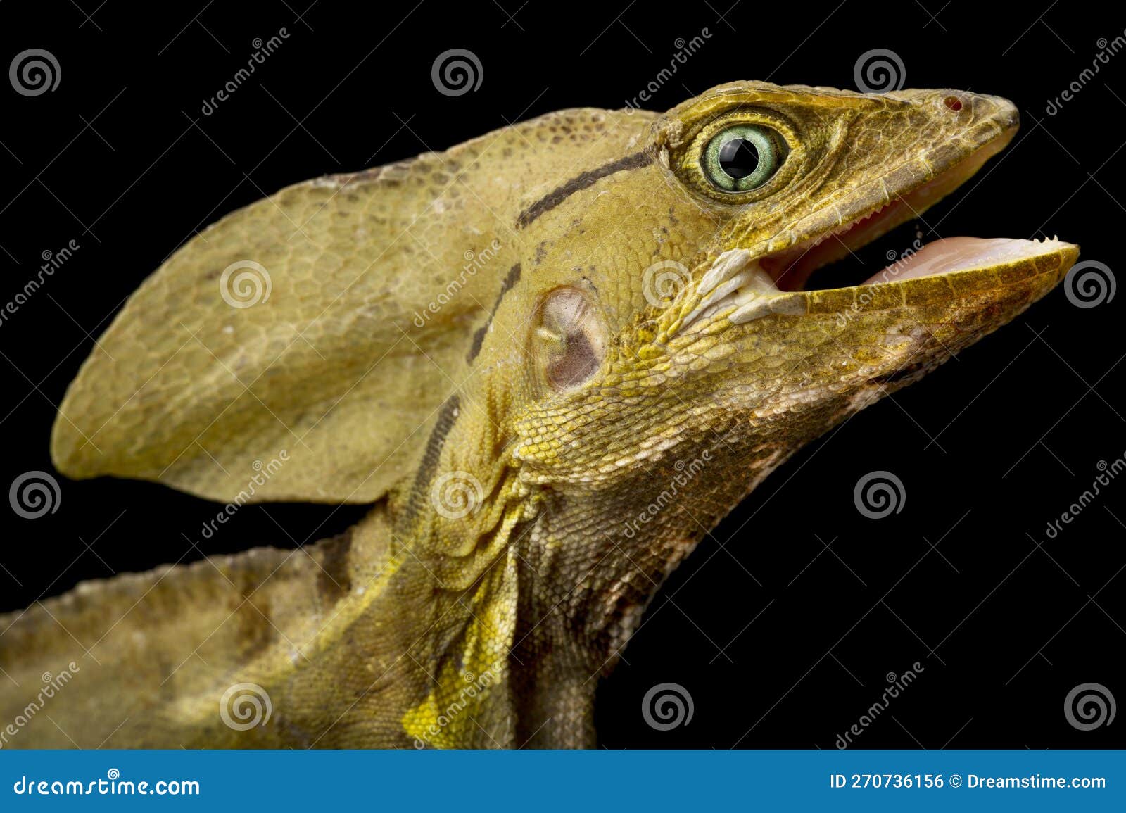 Brown Basilisk - Basiliscus Vittatus, Referred To As The Striped ...