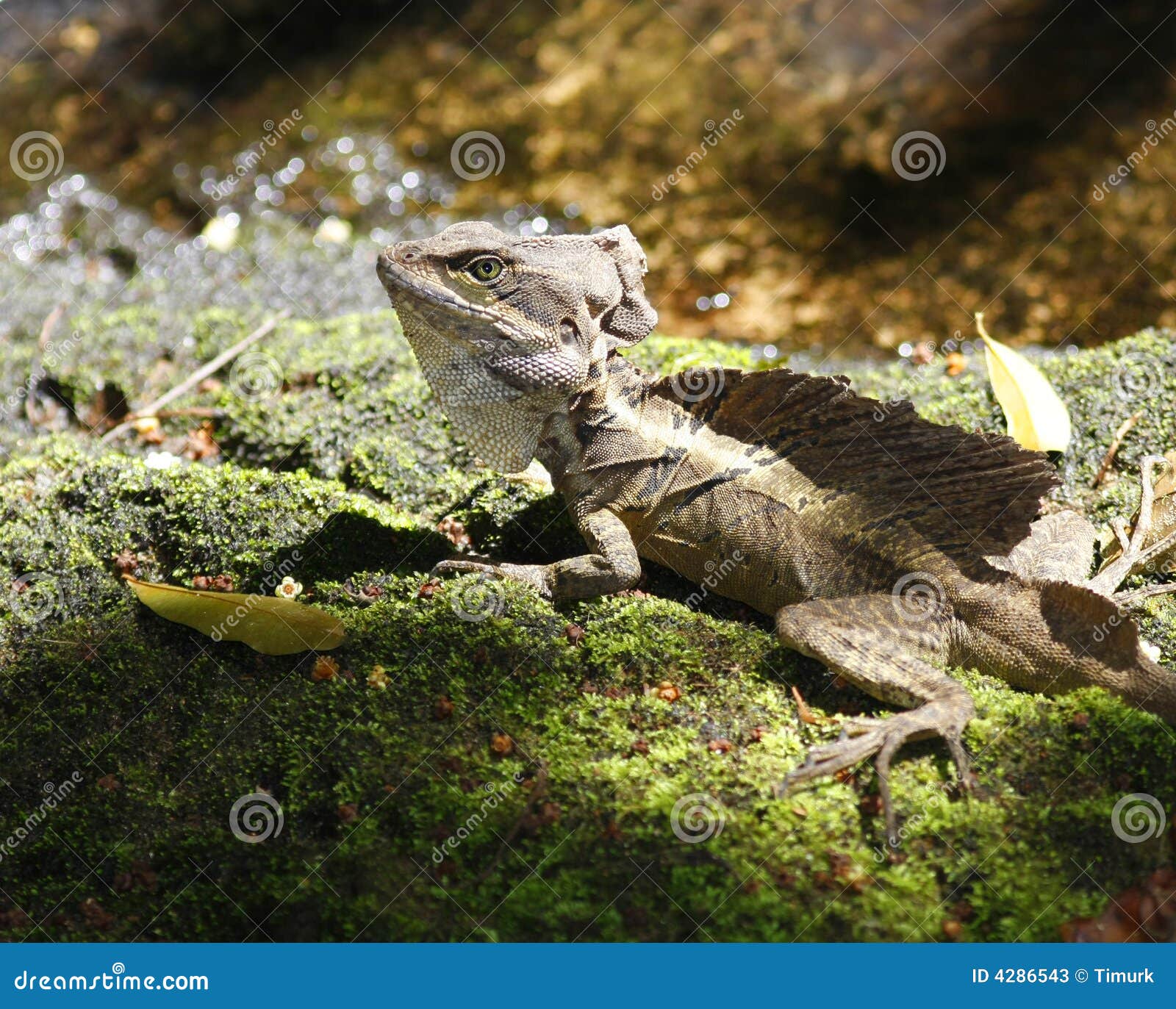 Brown Basilisk Lizard Care