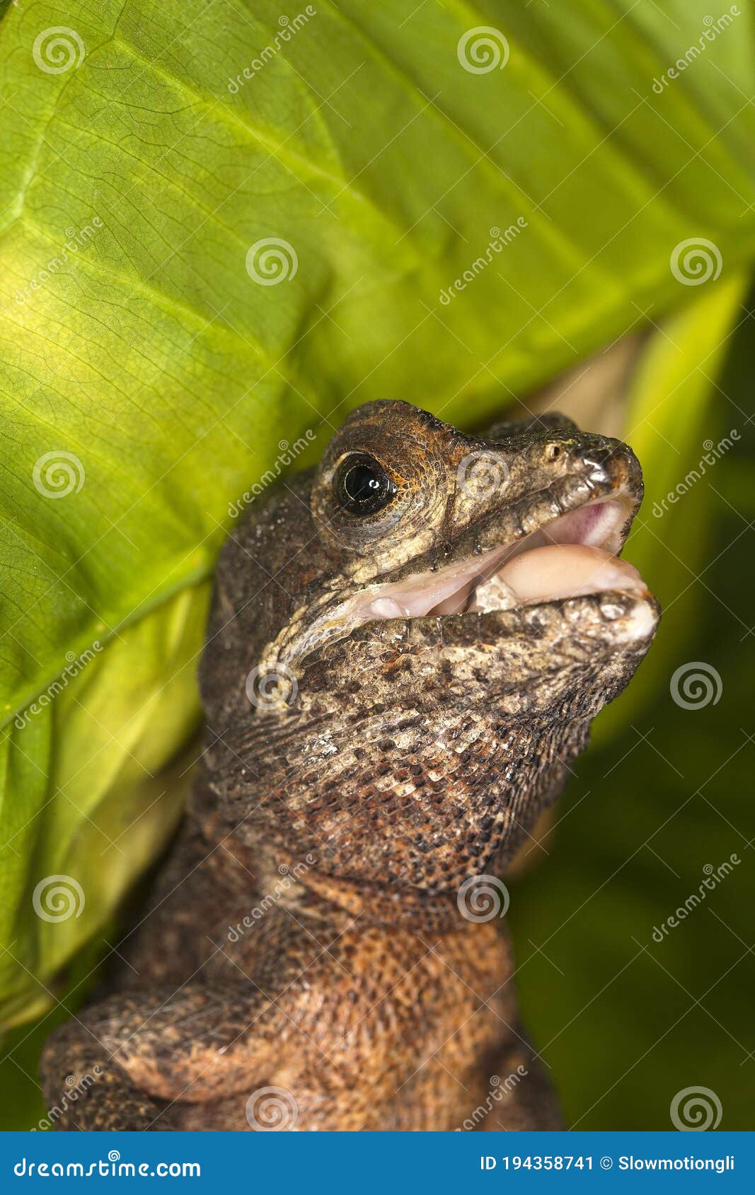 BROWN BASILISK LIZARD Basiliscus Vittatus, ADULT CRYING Stock Image ...