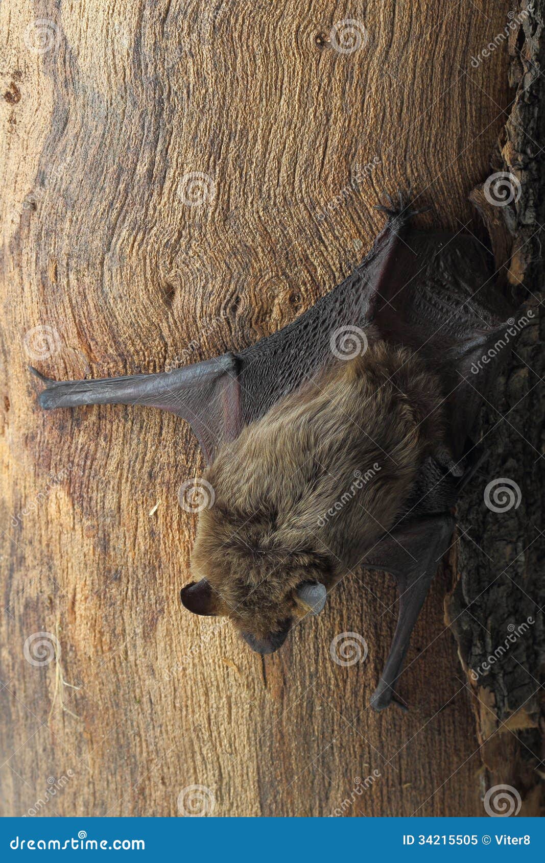 Brown Bat Sitting on Tree Trunk Stock Image - Image of wings, close ...
