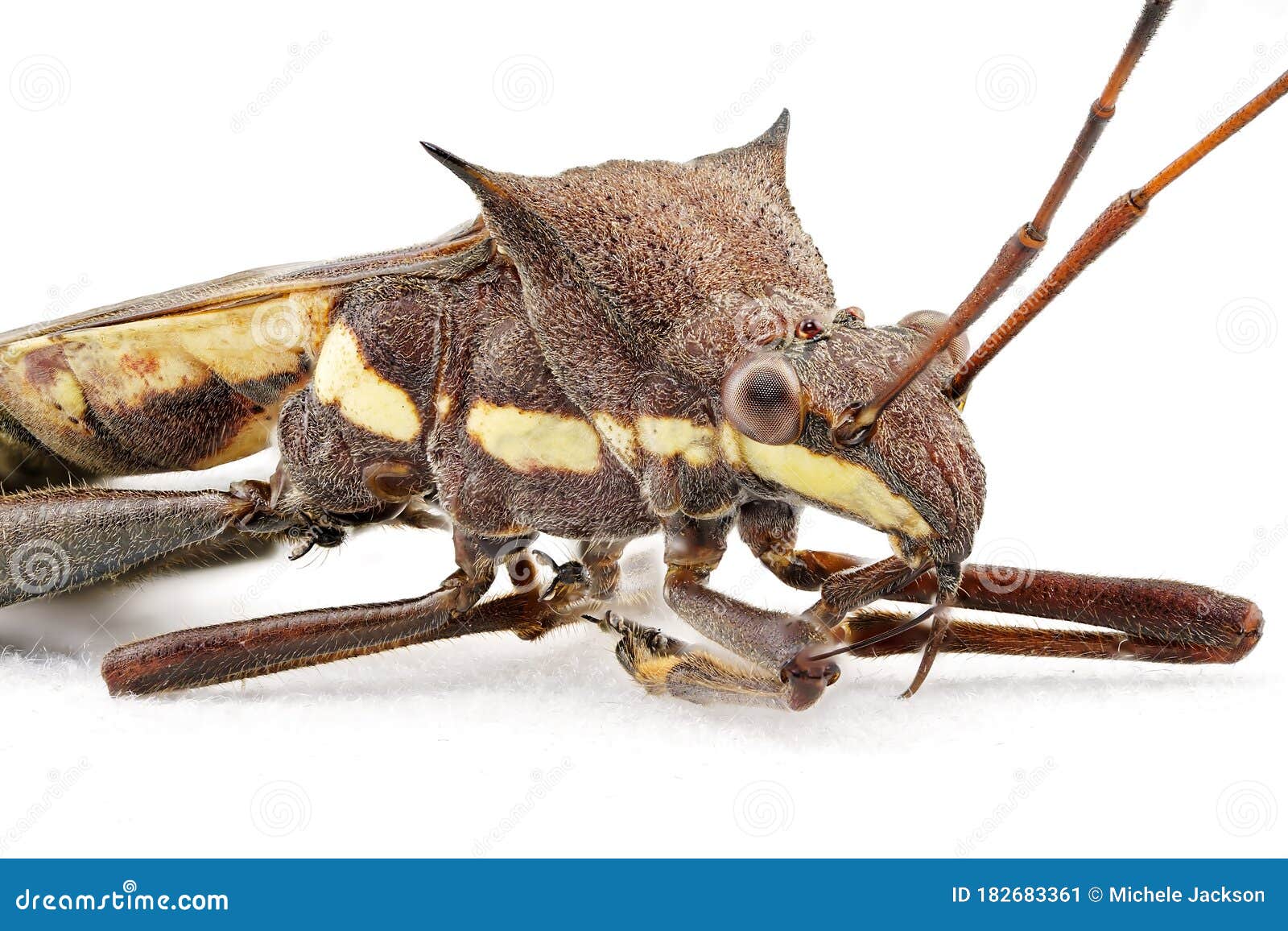 Brown Bean Bug on White Background Stock Image - Image of bean ...