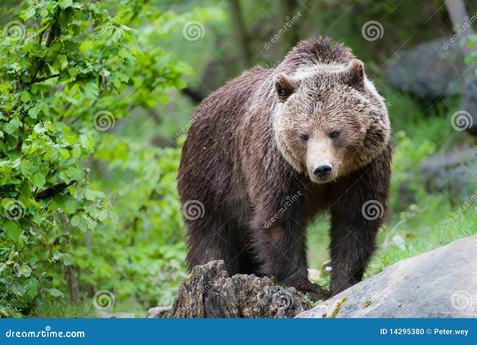 Brown bear stock photo. Image of green, animal, brown - 14295380