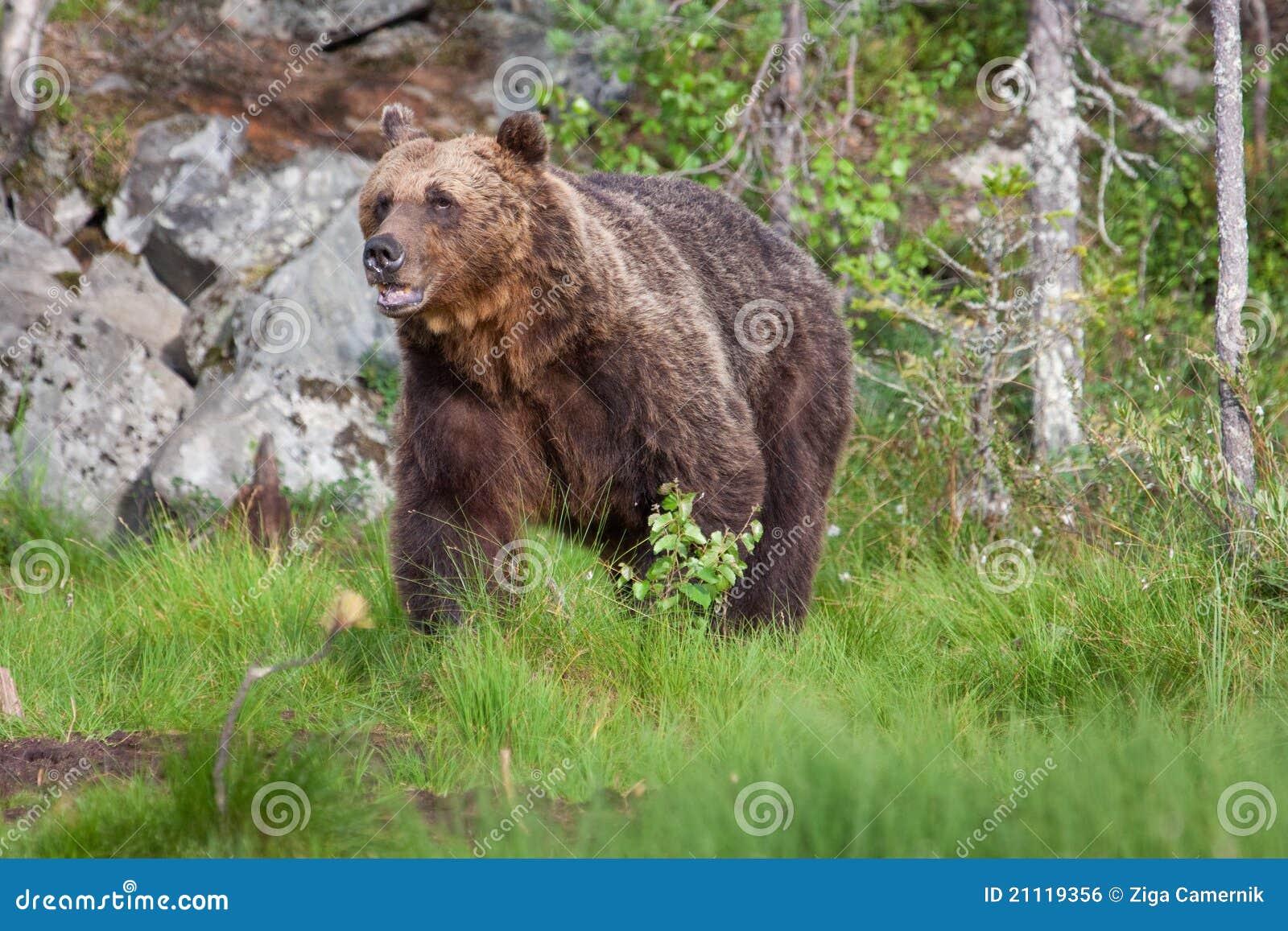 Brown Bear stock photo. Image of animal, fluffy, grizzly - 21119356