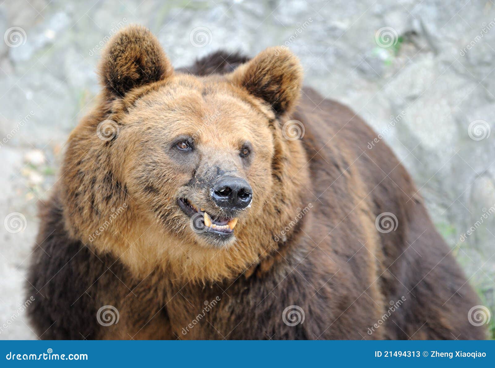 Brown bear stock image. Image of mammals, animals, brown - 21494313