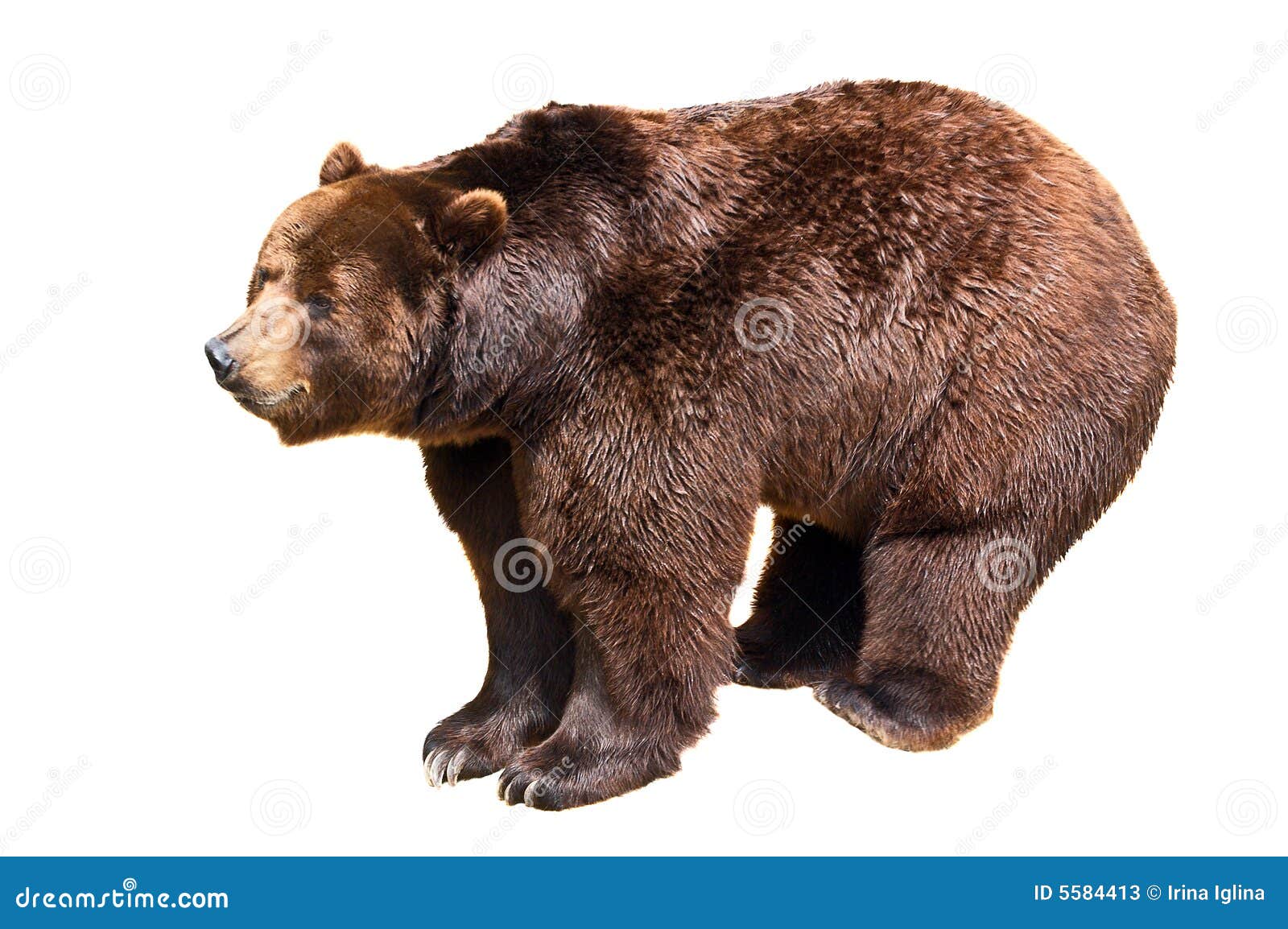 Brown bear stock image. Image of standing, predator, bear - 5584413