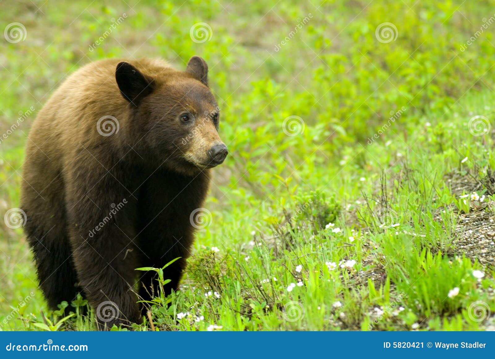 Brown Bear stock image. Image of british, wild, bears - 5820421