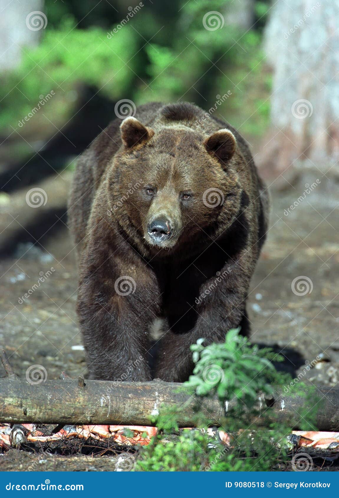 Brown bear stock photo. Image of snout, bear, brown, fluffy - 9080518