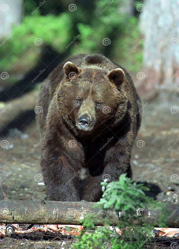 Brown bear stock photo. Image of snout, bear, brown, fluffy - 9080518