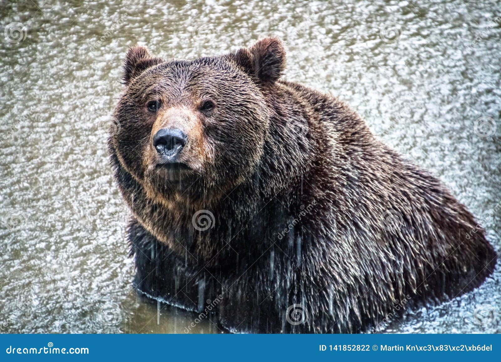Brown Bear Bathing in a Lake while Raining Stock Photo - Image of ...