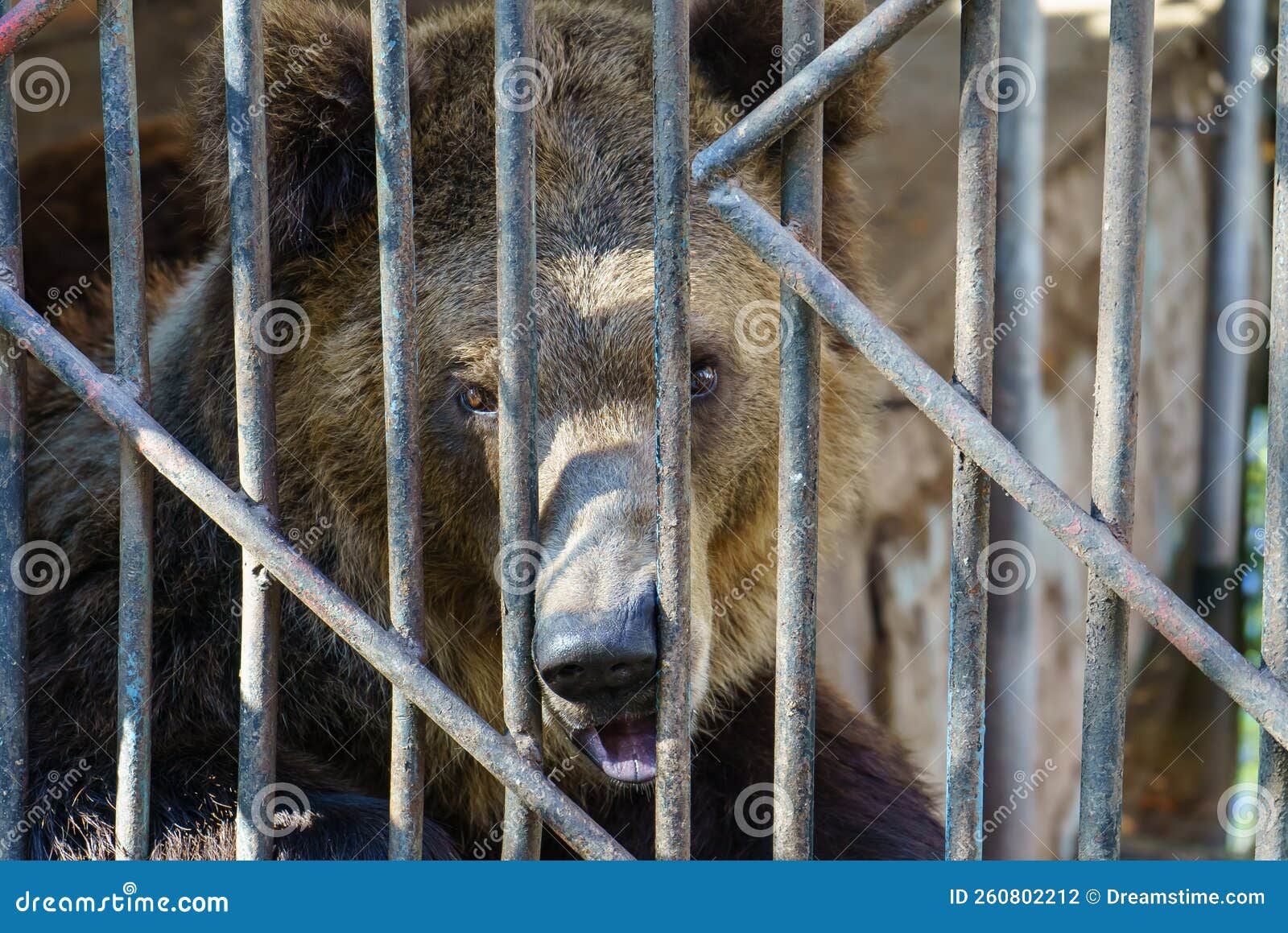 Brown Bear Behind Bars in the Zoo Stock Photo - Image of fluffy ...