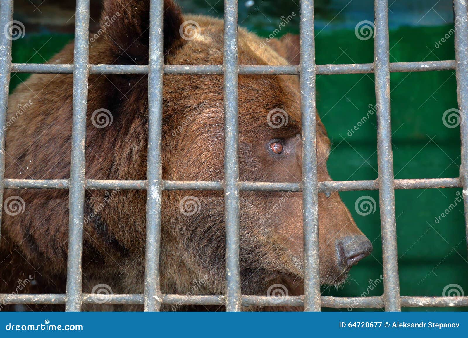 Sad Bear Behind Fence In Prison. Poor Brown Bear Living In Steel Cage ...