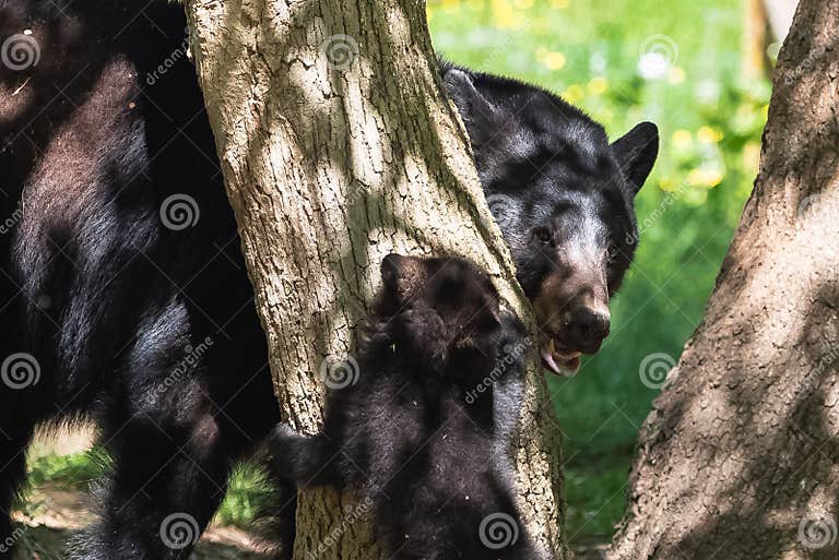 Brown bear behind a tree stock photo. Image of wild - 261596330