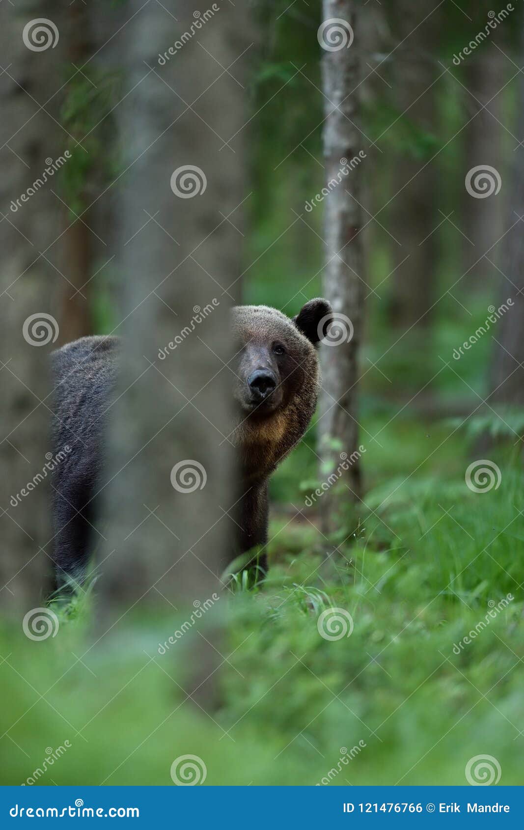 Brown bear behind a tree stock photo. Image of carnivore - 121476766