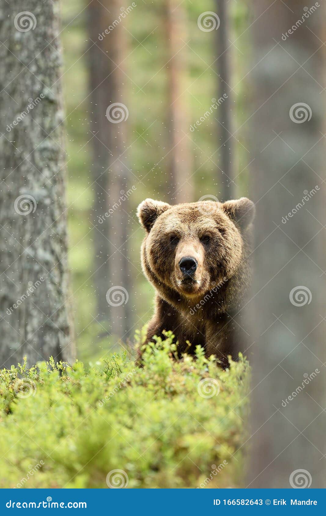 Brown Bear Behind a Tree in Forest Stock Image - Image of nature ...