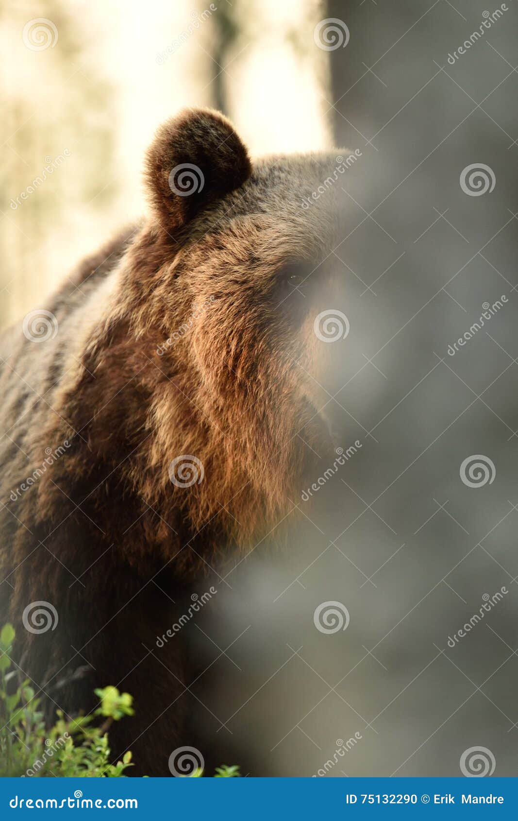 Brown bear behind a tree stock photo. Image of ursus - 75132290